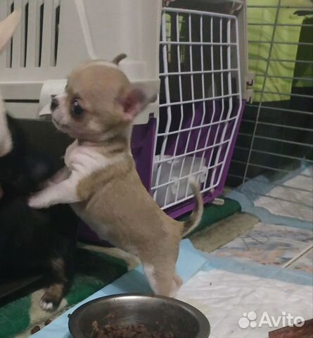 Чихуа девочка