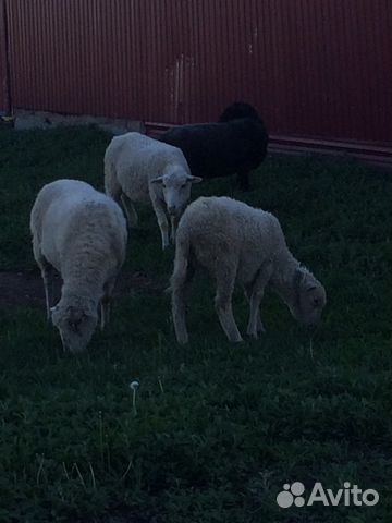 Продаются овцы