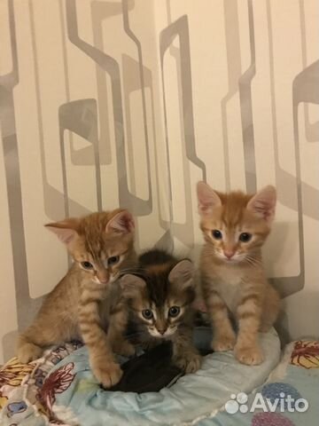 Отдам котят в добрые руки