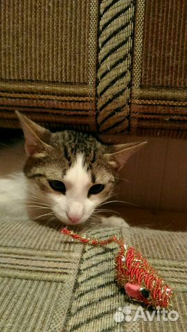 Лёлик и Лаврик