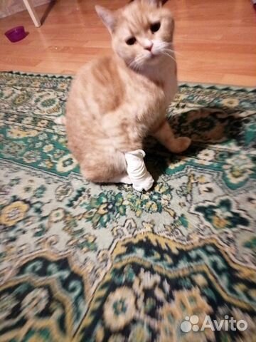 Рыжий молоденькие пострадавший котик