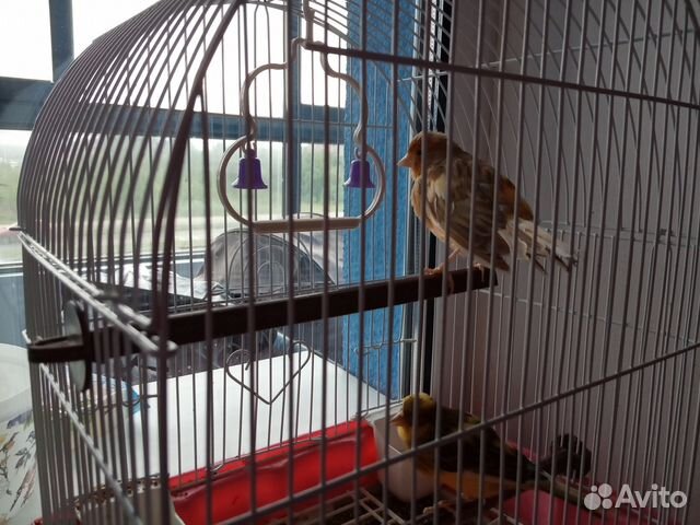 Пара канареек с клеткой и кормом