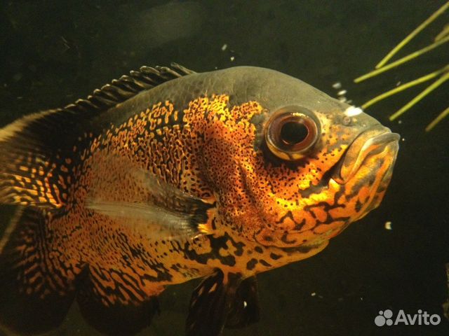 Астронотус