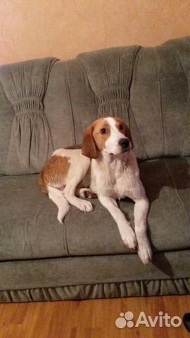 Очаровательный подрощенный щенок ищет свой дом