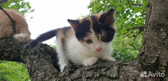 Девочка в добрые руки