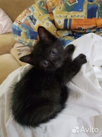 Домашний черный котенок