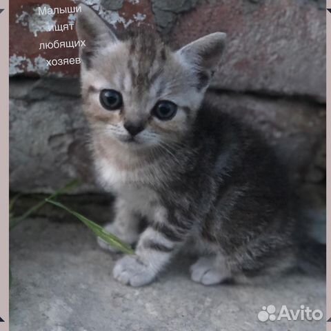 Котята (британцы смесь)