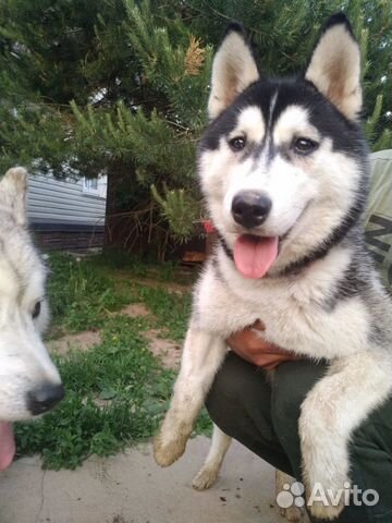 Красивый щенок хаски