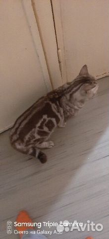 Кот