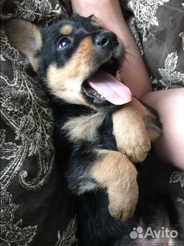 Маленький мохнатый мужчина (щенок)