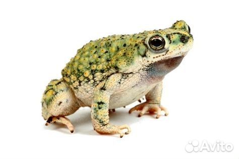 Сверчковая жаба (bufo debilis)