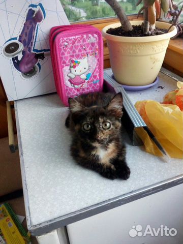 Котёнок девочка 3 месяца