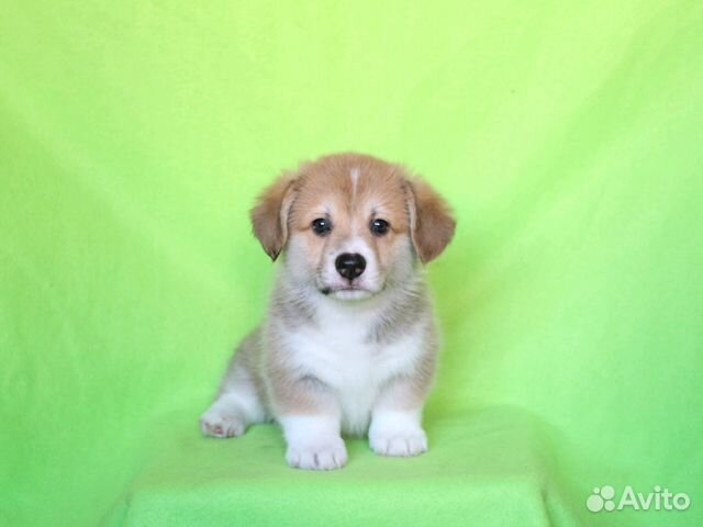 Вельш корги пемброк