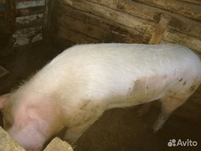 Продам хряка на племя