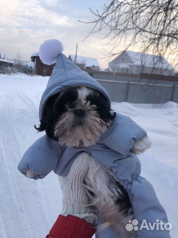 Продам щенка шит-цу