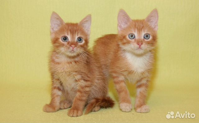 Котенок