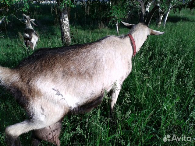 В связи с отъездом продам коз двойных парой