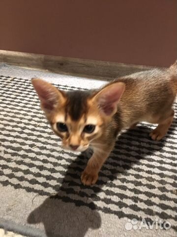 Абиссинские котята