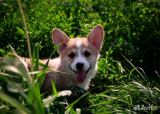 Вельш Корги