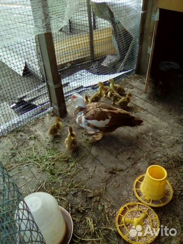 Индоутка с индоутятами