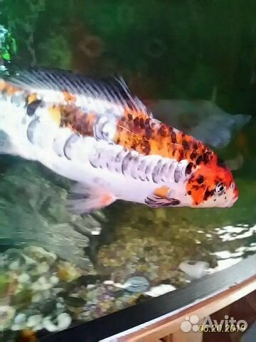 Рыба карп кои