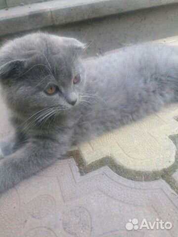 Британский котенок