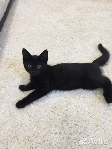 Котёнок в добрые руки