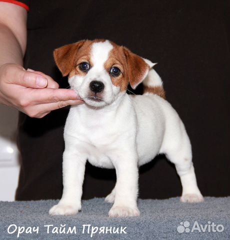 Джек-рассел-терьер Щенок "Пряник"