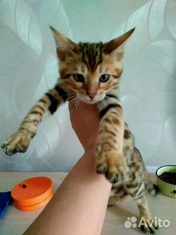 Бенгальские котята, кошки, расформирование питомни