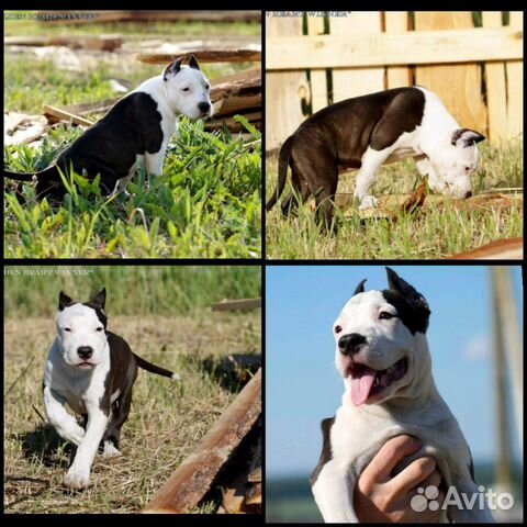 Американский Стаффордширский терьер (девочка)