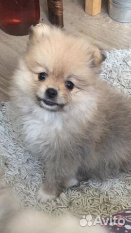 Продам щенков Шпица девочек