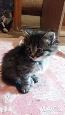 Кошечки