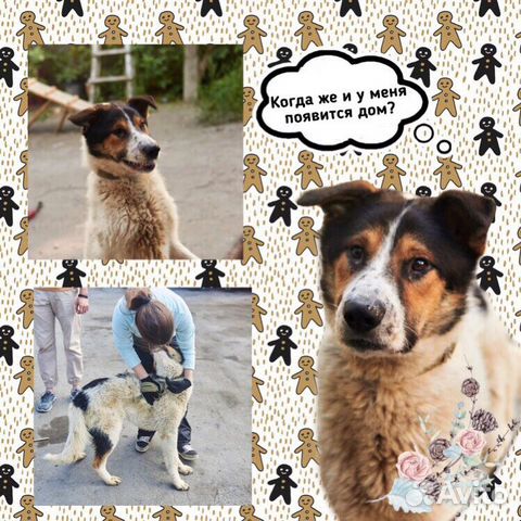 Собака Бим в добрые руки