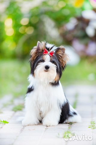 Подрощенный мальчик Бивер