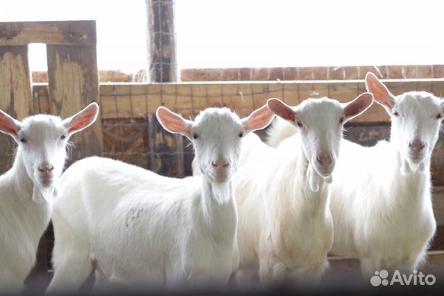 Козы дойные и молодняк