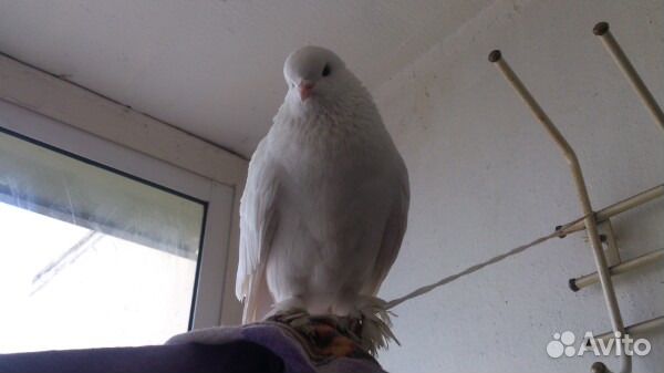 Белый свадебный голубь