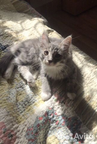 Котик 4 месяца