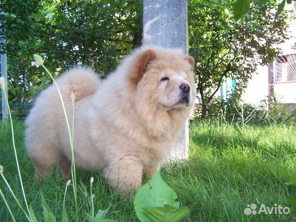 Кремовая девочка чау-чау