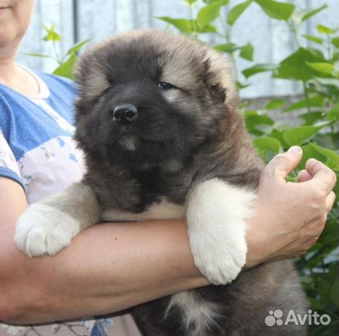 Кавказята мальчики