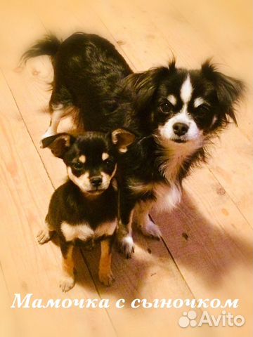 Щенки Чихуашек