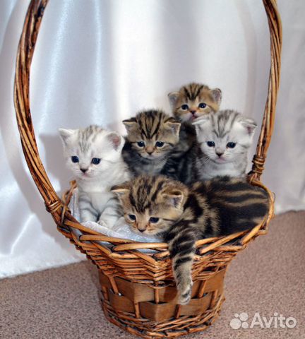 Красивые котята-шотландцы