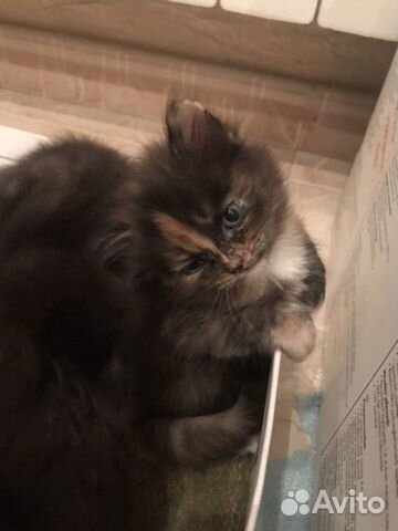 Котята хорошим и добрым хозяевам