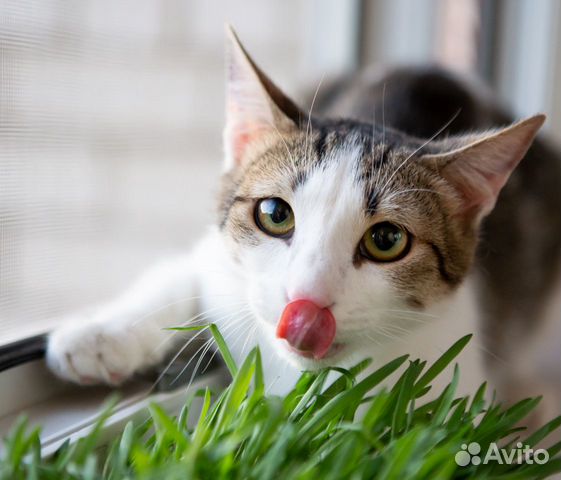 Лаврушка мечтает о счастье