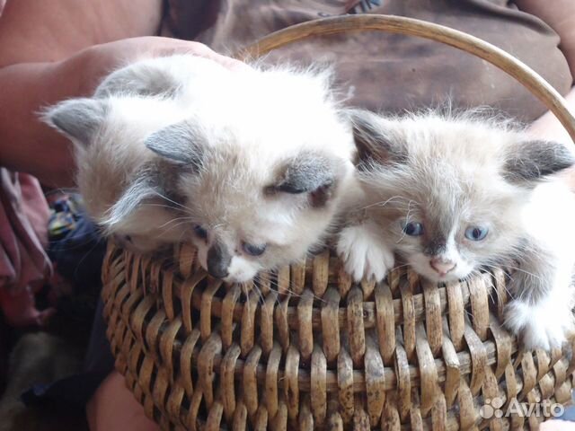 Сиамские котятки