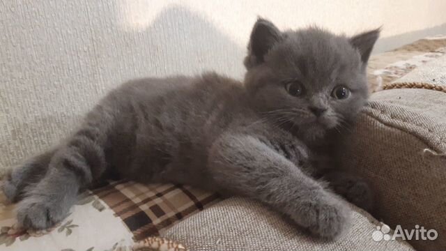 Продам. Шотландец (скоттиш страйт)