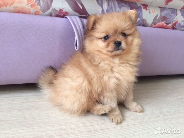 Шпиц померанский