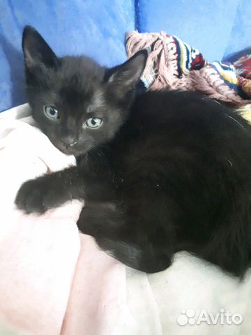 Отдам хорошеньких котят