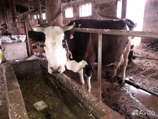 Продам коров