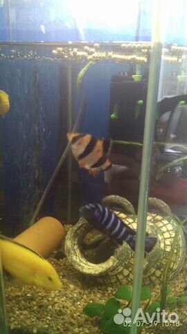 Цихлиды и барбус сумотранский