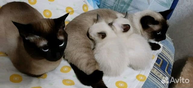 Сиамские котята